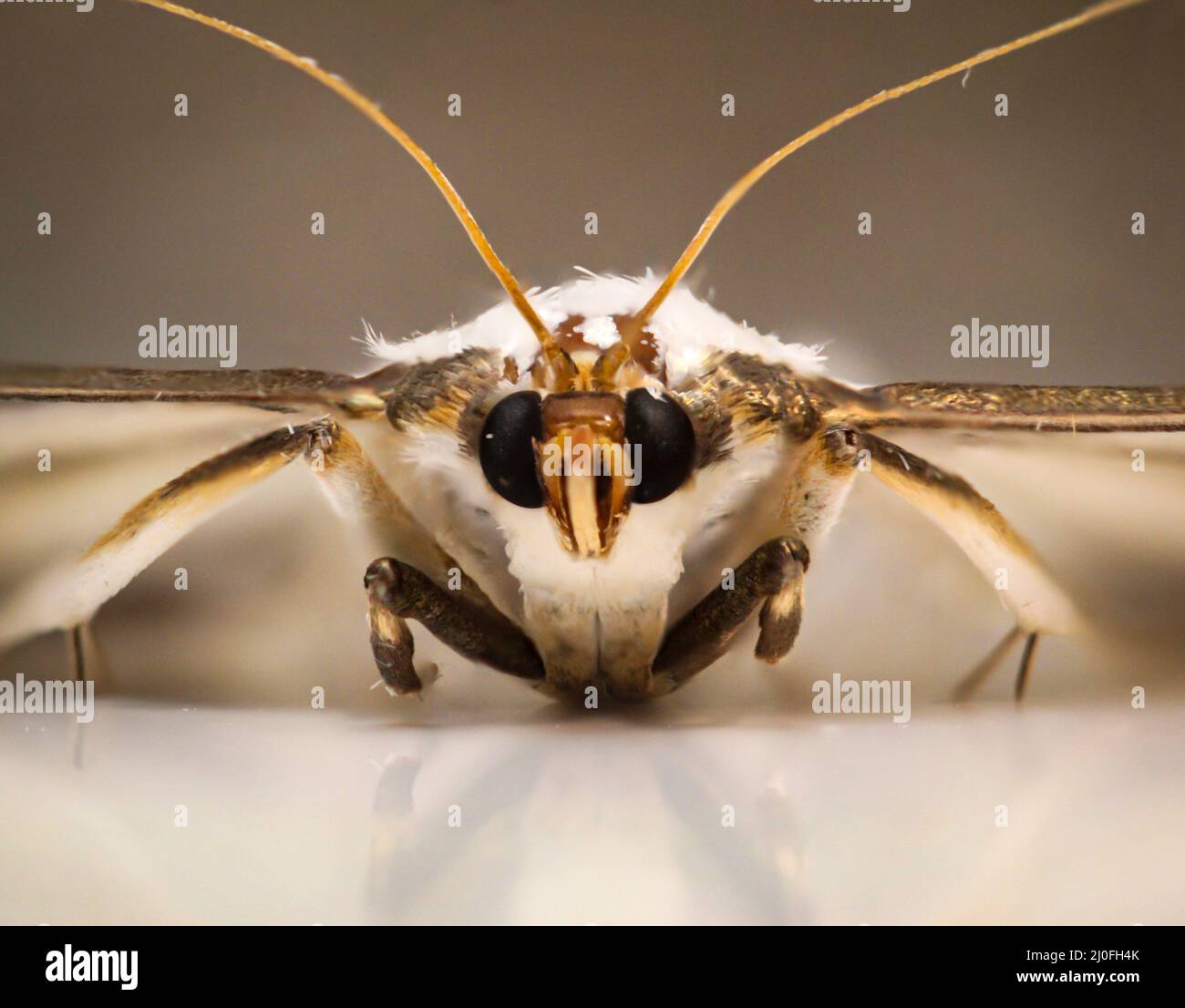 Boxwood front yard hi-res stock photography and images - Alamy