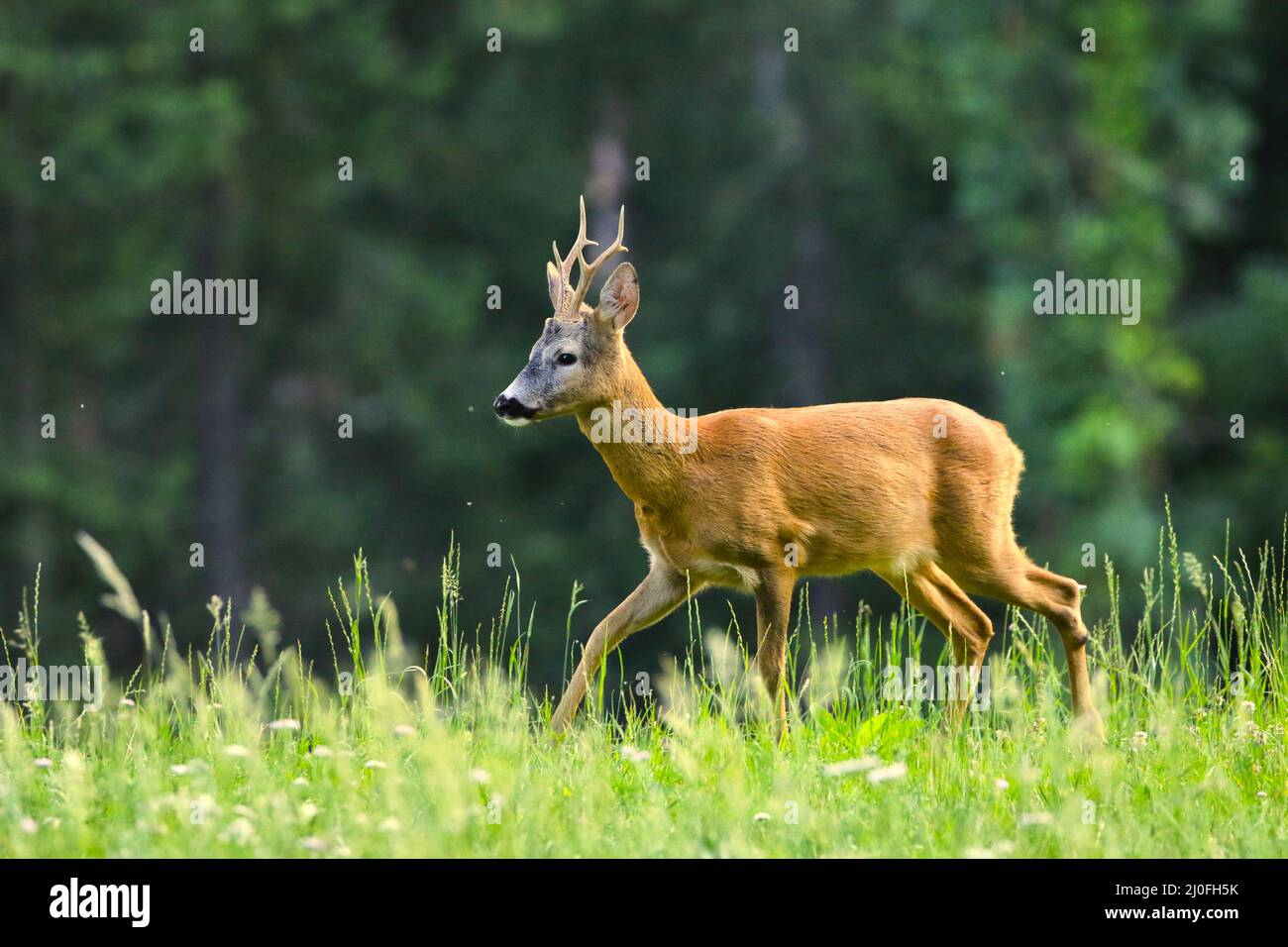 Attentive roebuck hi-res stock photography and images - Alamy