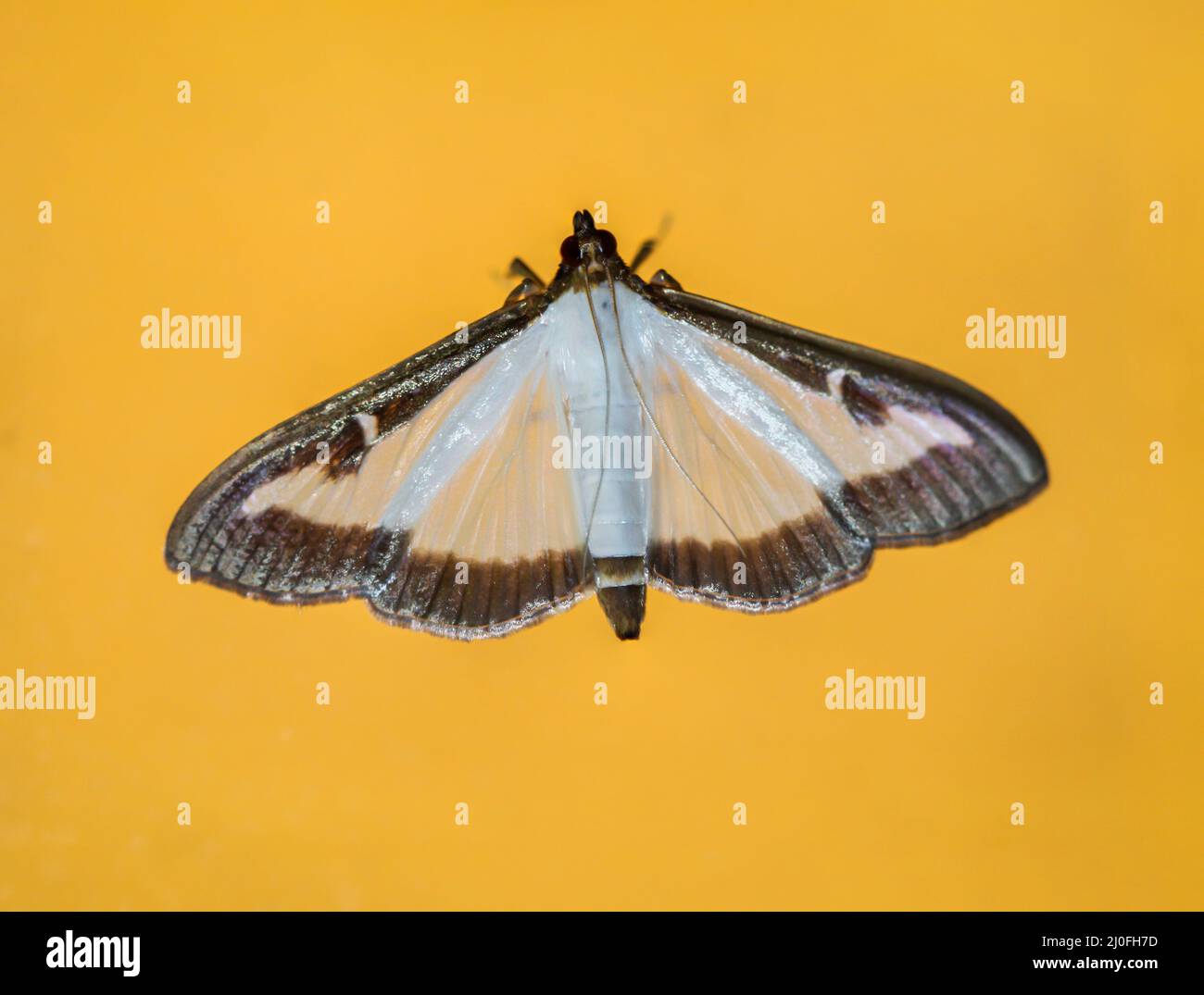 Boxwood front yard hi-res stock photography and images - Alamy