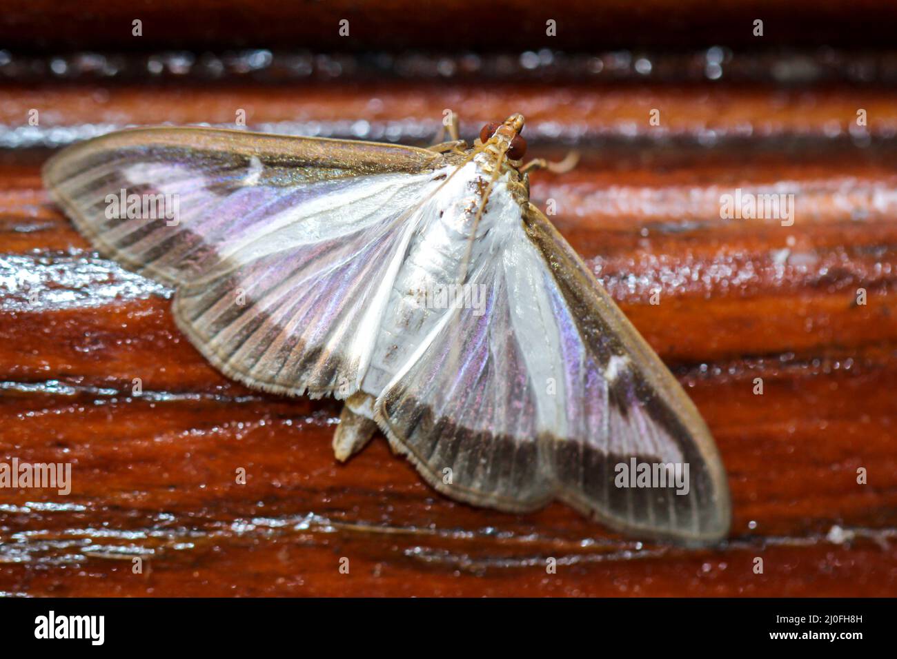 Boxwood front yard hi-res stock photography and images - Alamy