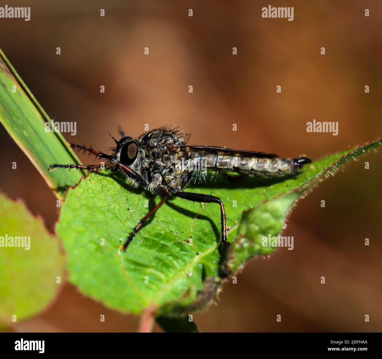 A predator fly or hunting fly (Asilidae) on a leaf Stock Photo - Alamy
