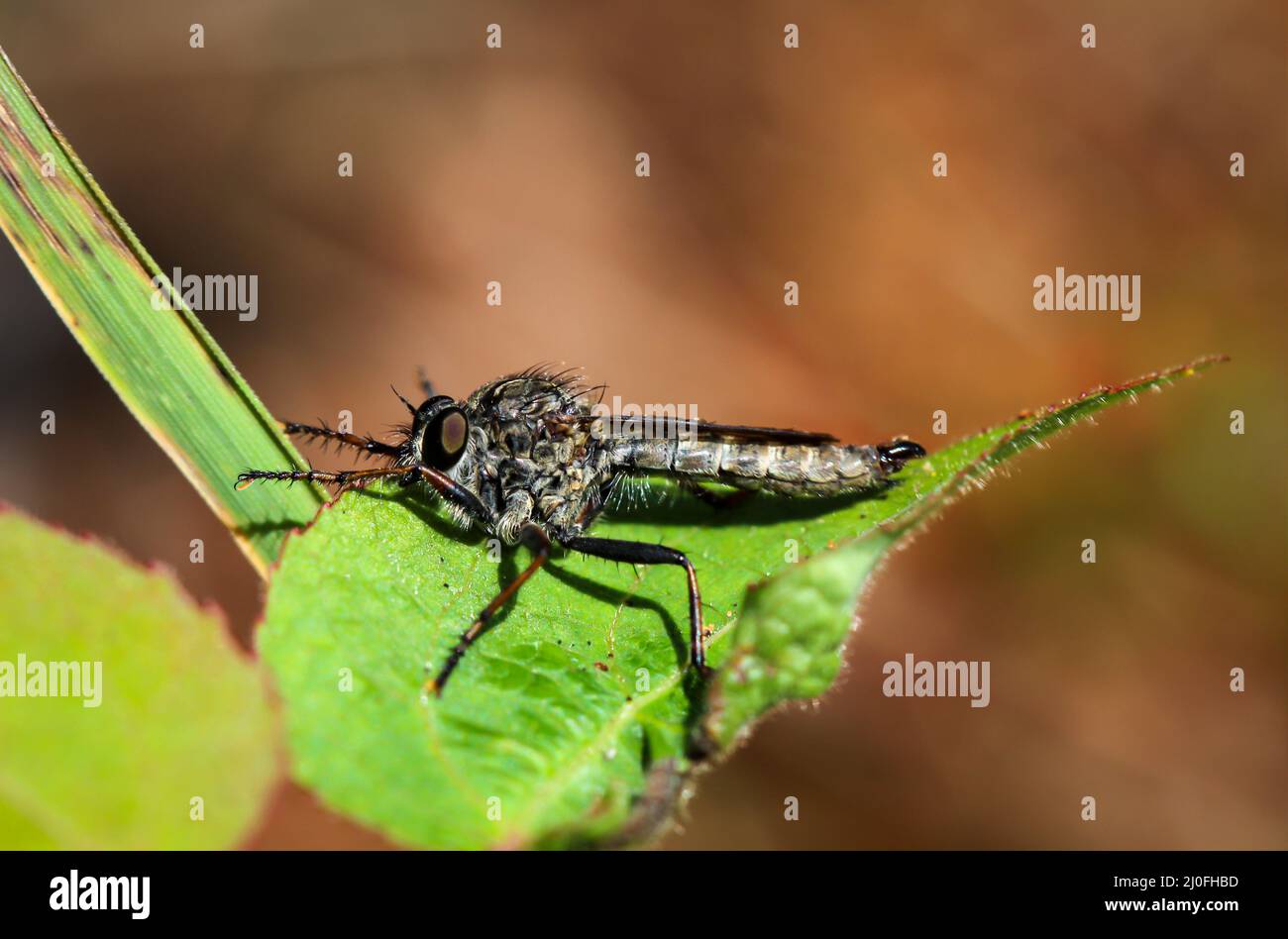 A predator fly or hunting fly (Asilidae) on a leaf Stock Photo - Alamy