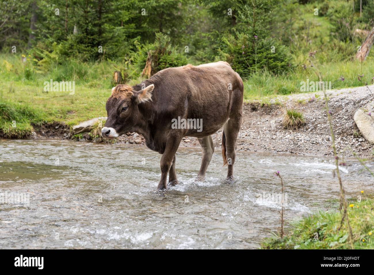 Cattle through hi-res stock photography and images - Alamy