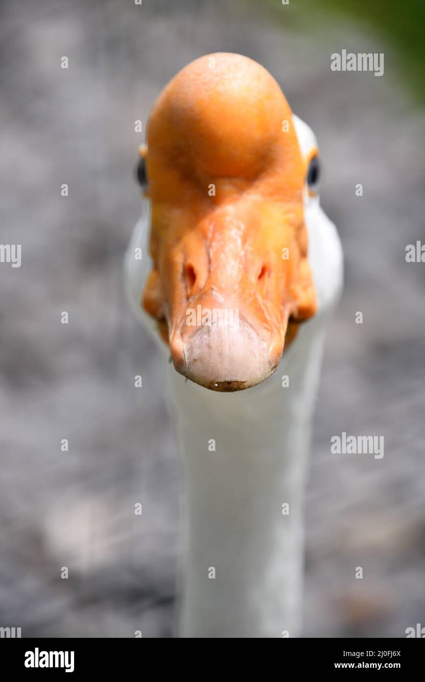White quacking duck hi-res stock photography and images - Alamy