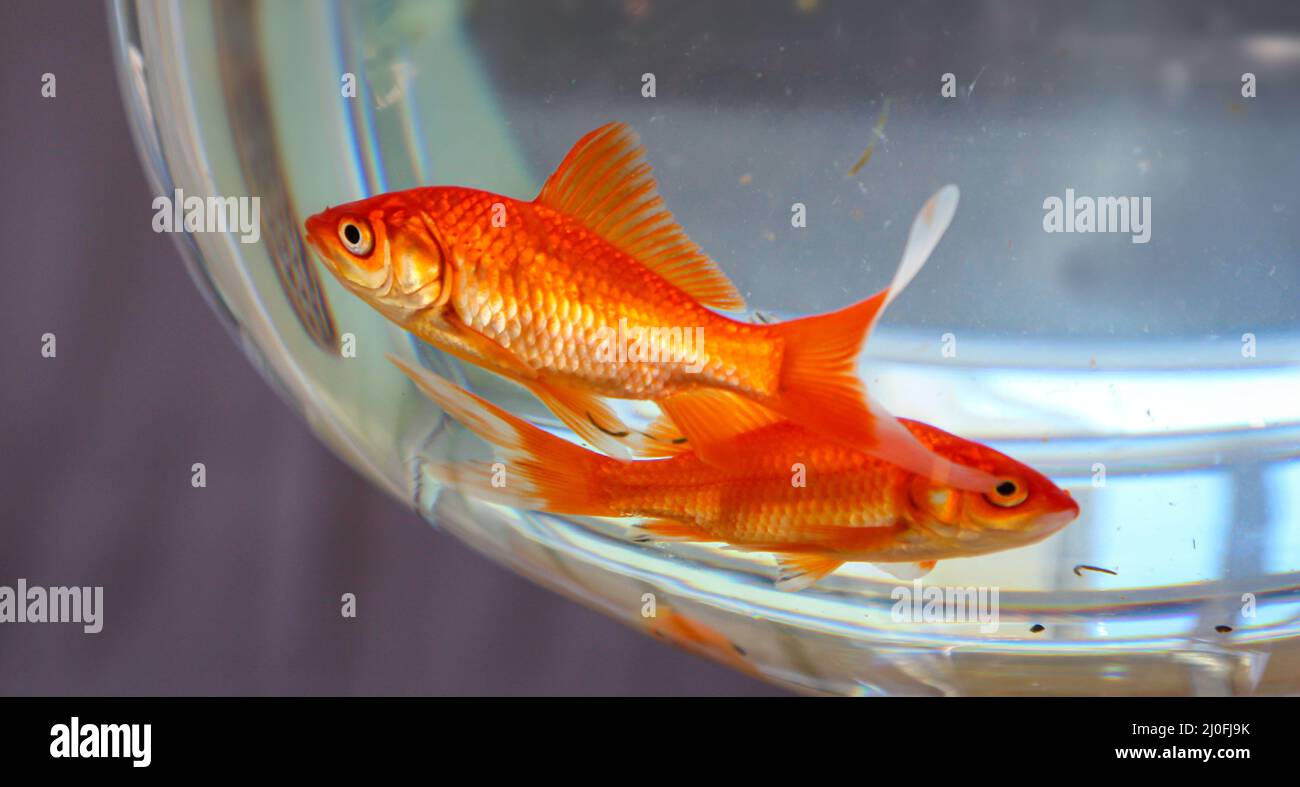 Two goldfish in a fishbowl Stock Photo - Alamy