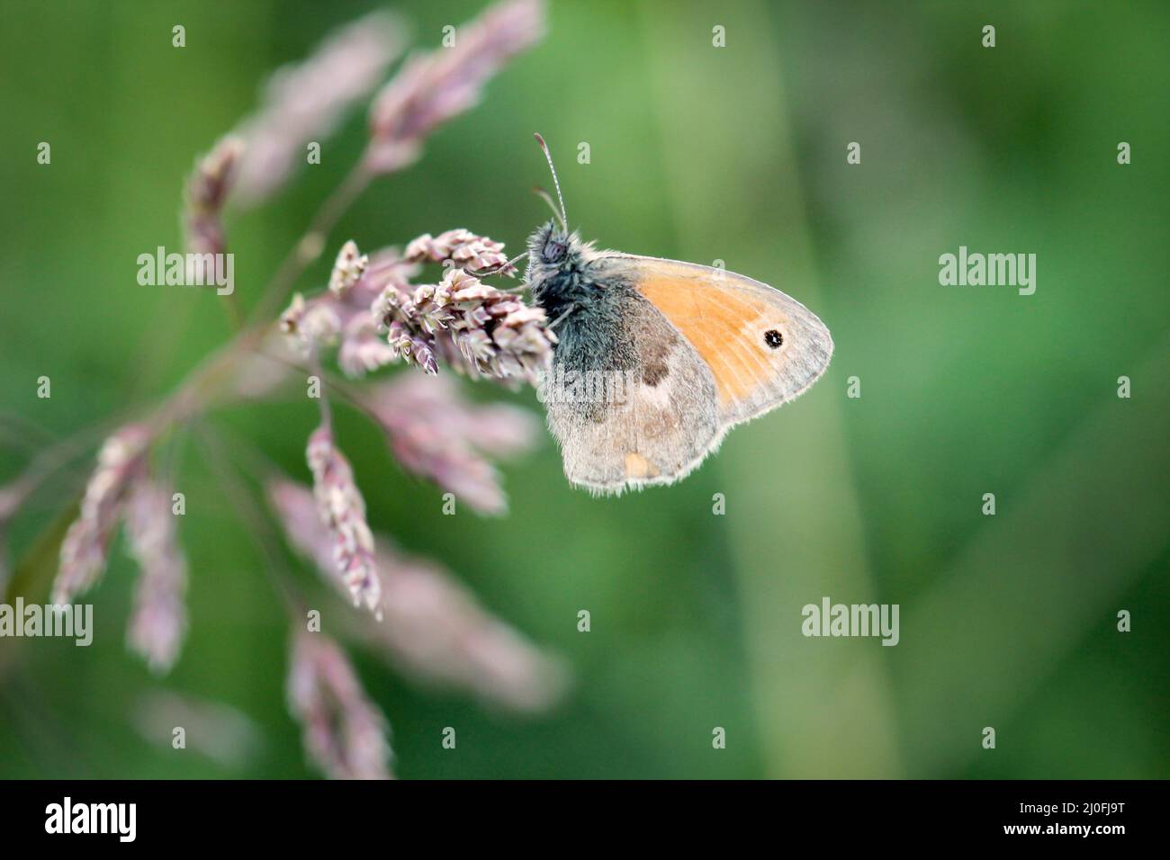 Close up of a butterfly, or moth, moth, on a plant Stock Photo - Alamy