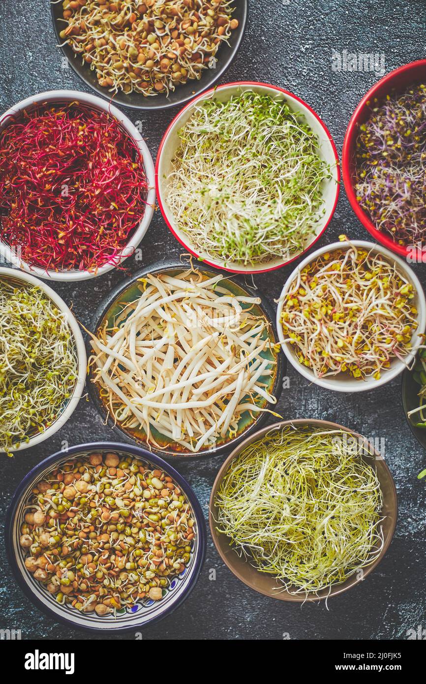 Top view of various kinds microgreens sprouts in colorful bowls. Shoots ...