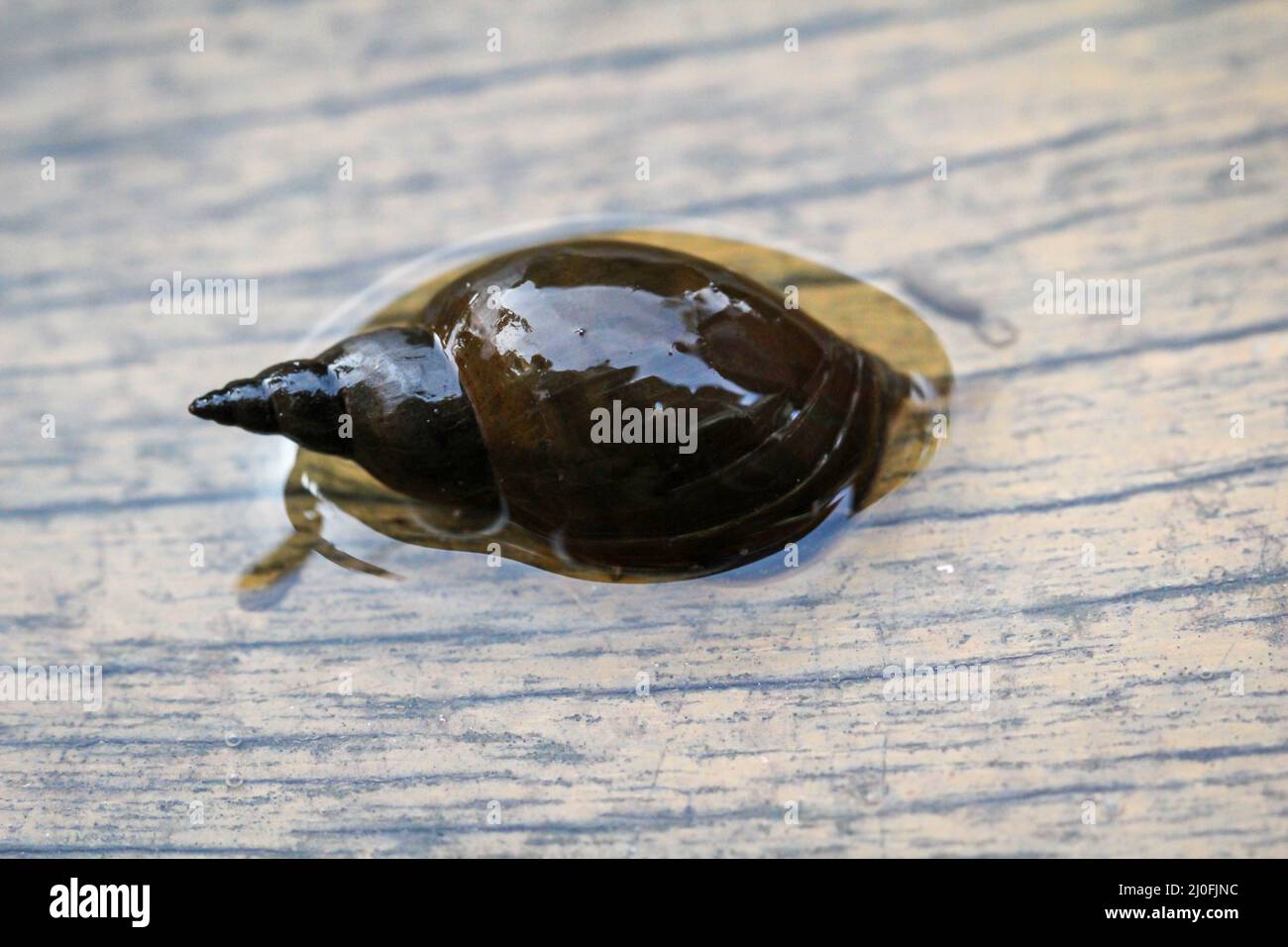 Pointed horn snail hi-res stock photography and images - Alamy