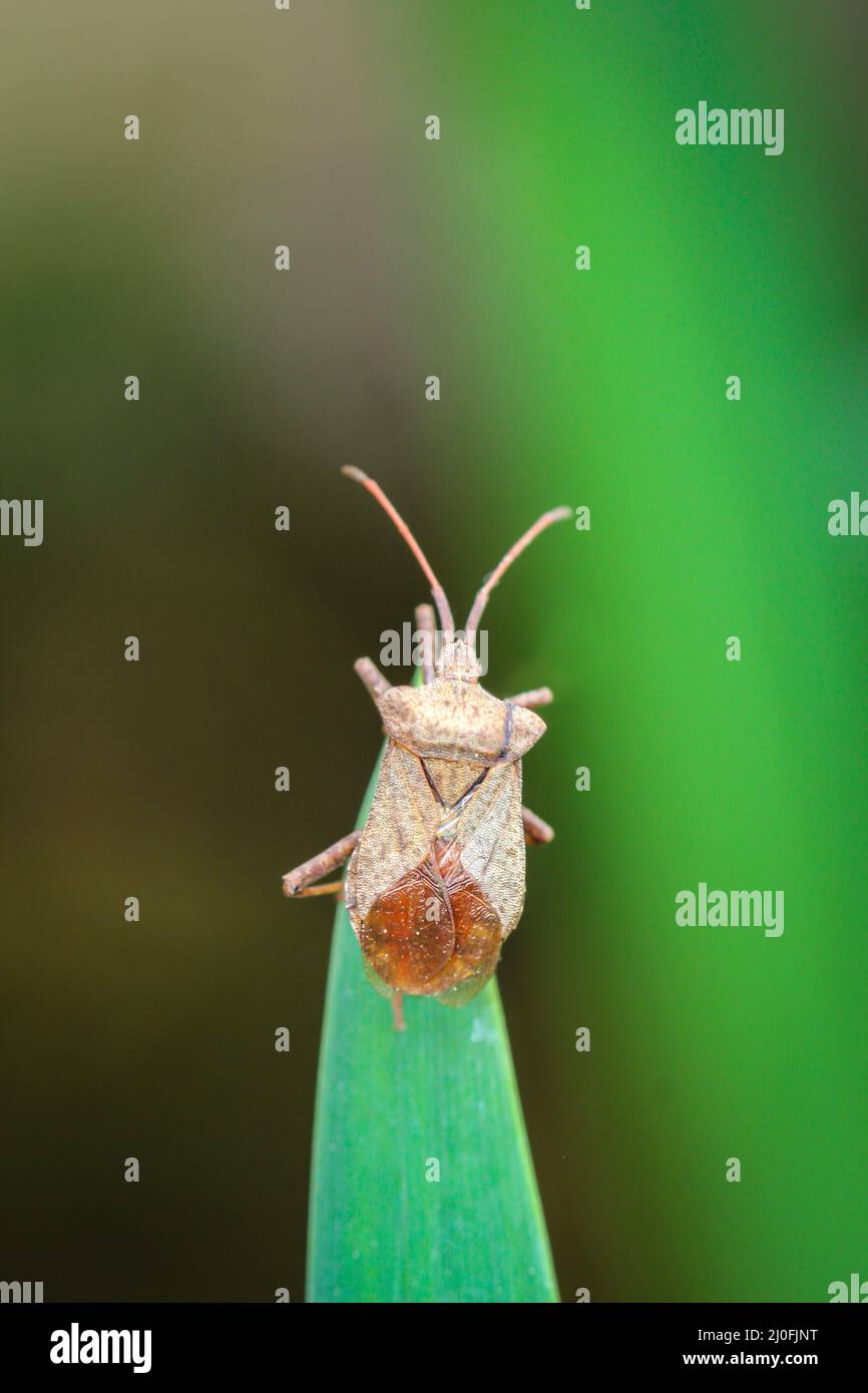 A close up of a brown stink bug on a blade of grass Stock Photo - Alamy