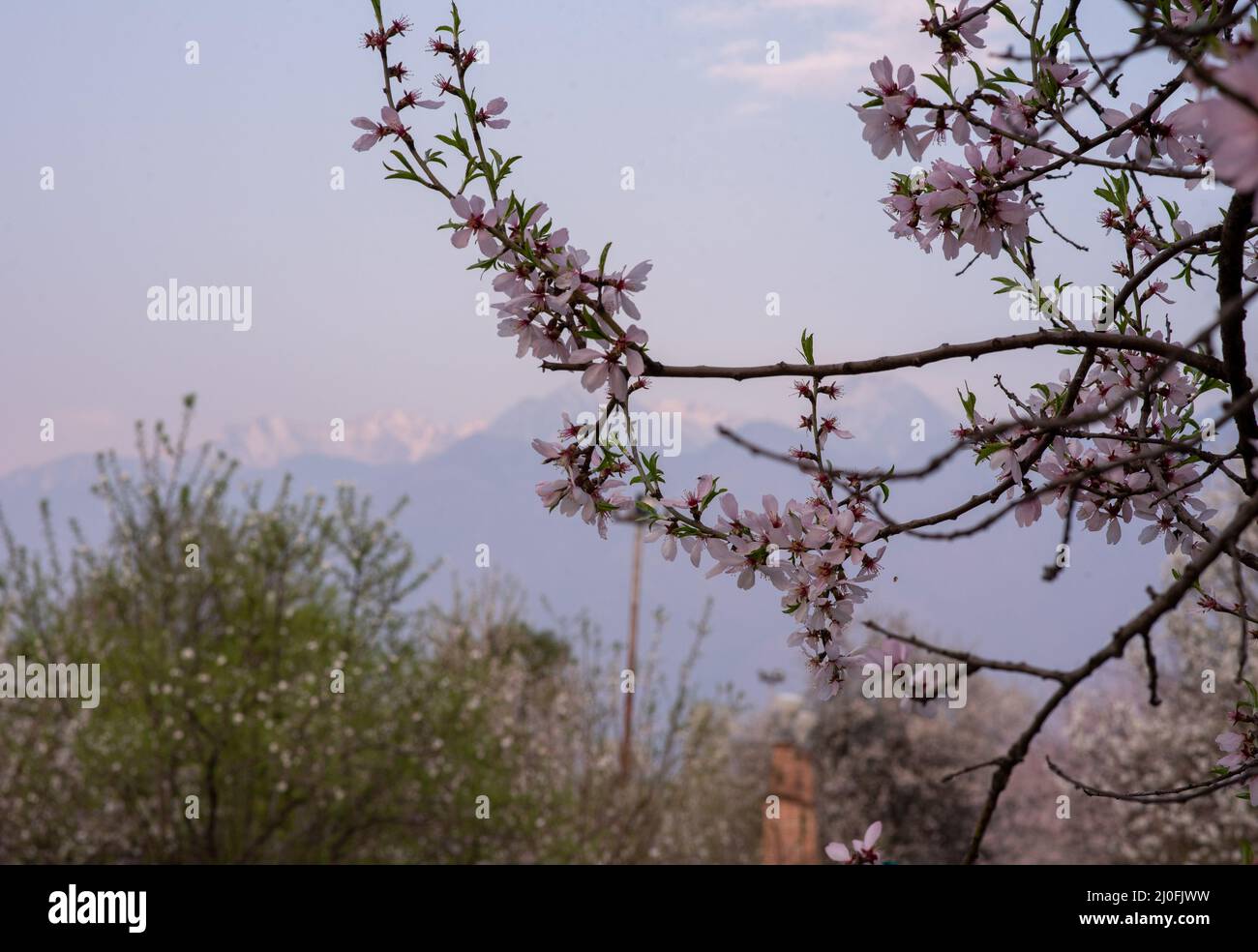 Flowers of an almond tree seen in full bloom during spring. The ...