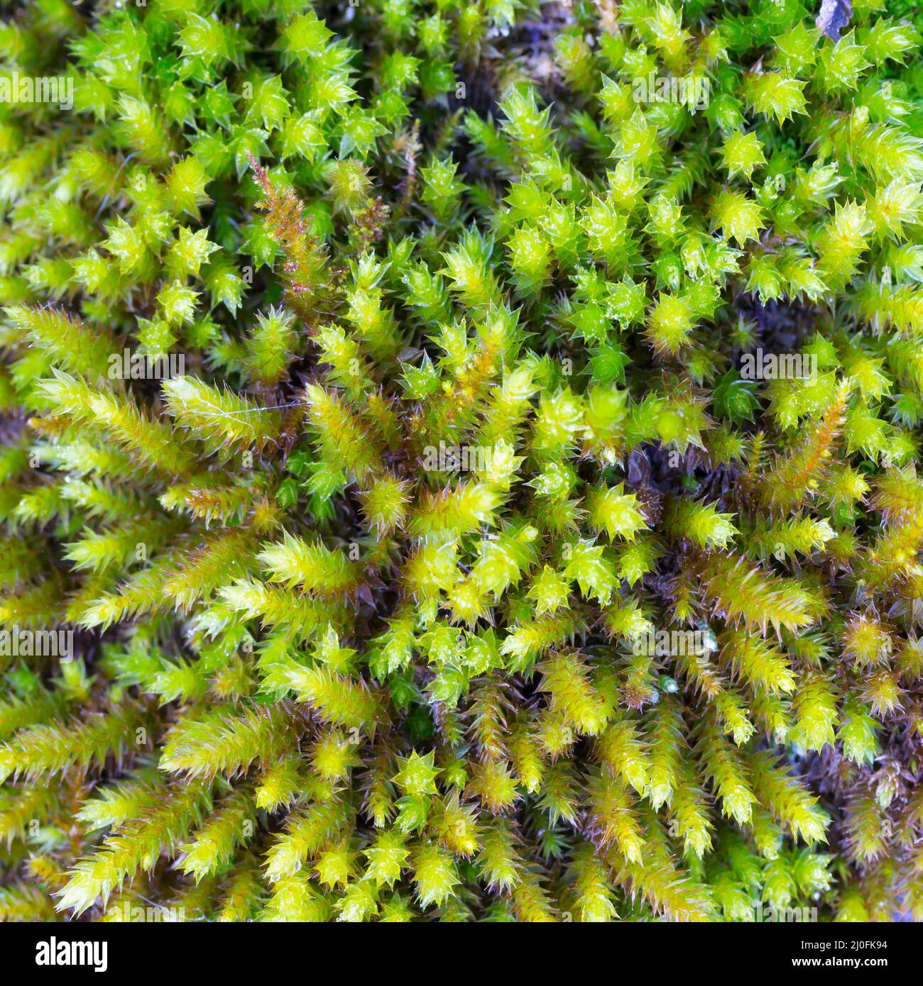 Macro photo of a blooming moss top view Stock Photo - Alamy
