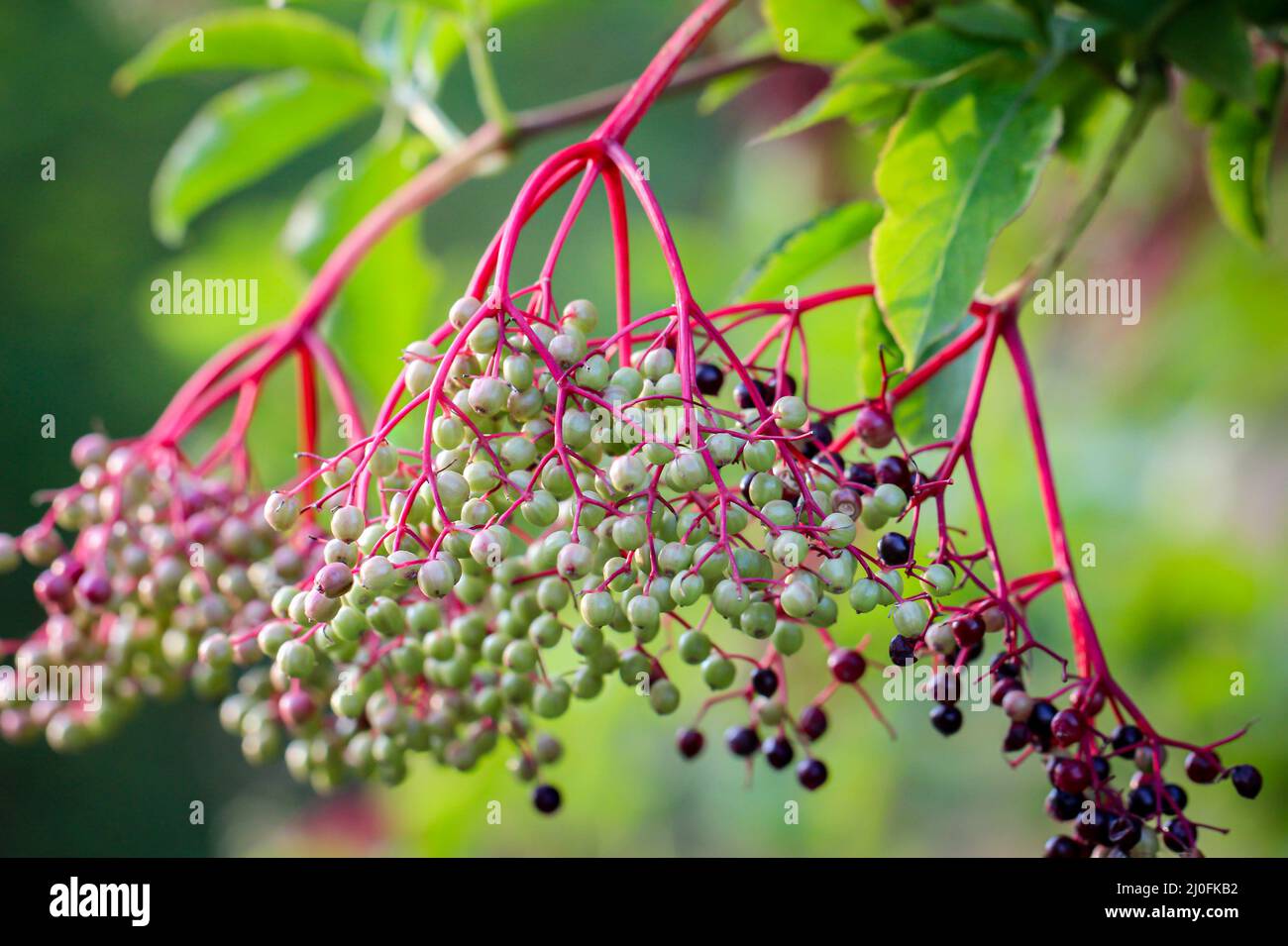 The fruits that are not yet ripe from an elderberry bush Stock Photo ...