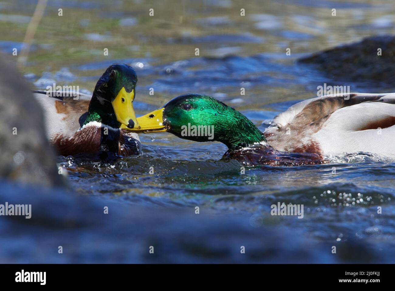 Mallard outdoor hi-res stock photography and images - Alamy