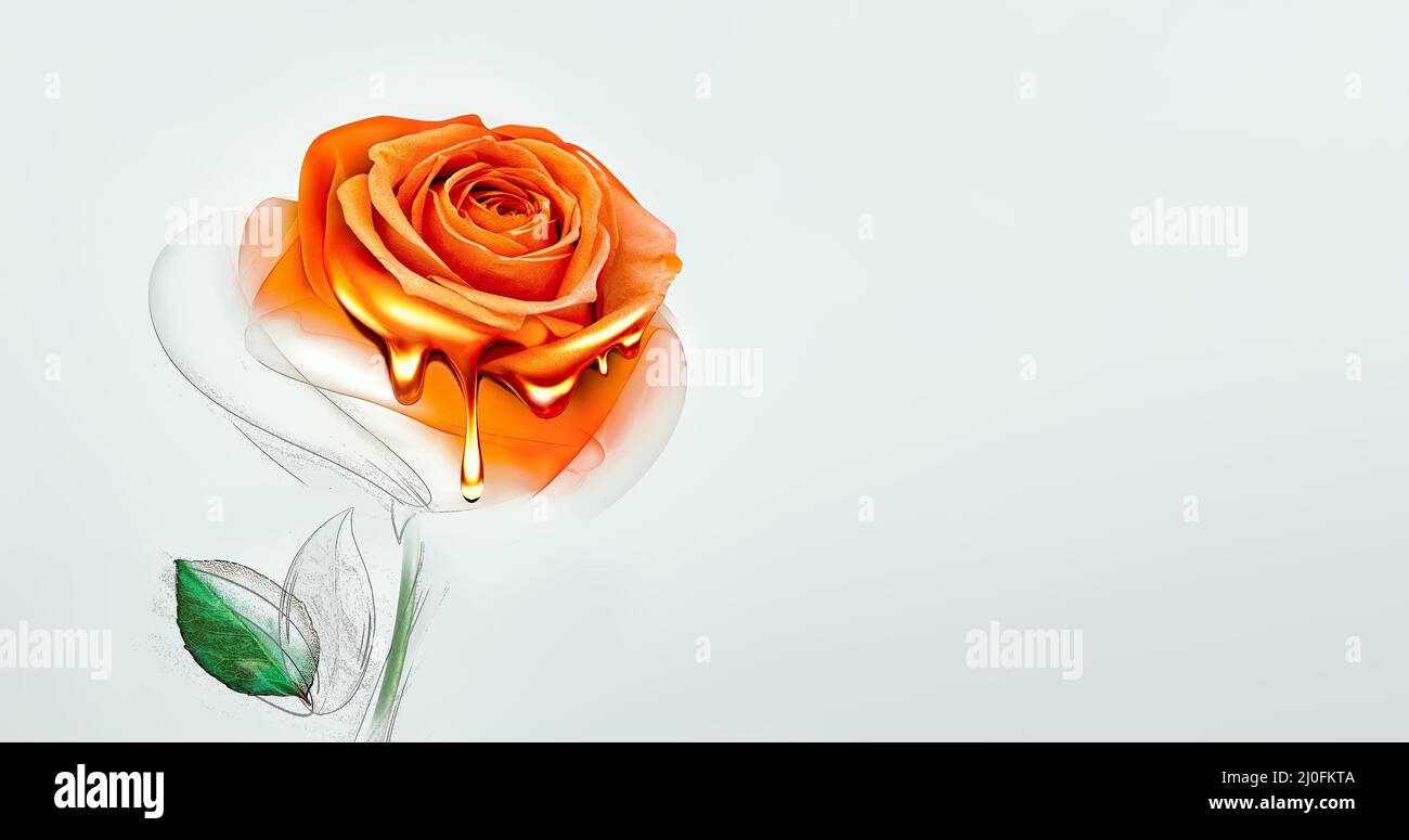 Half painted rose Stock Photo - Alamy