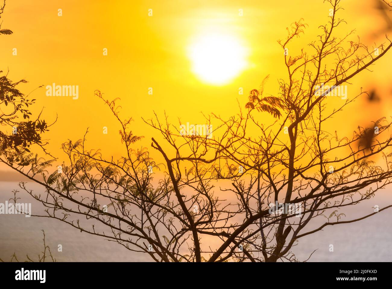 Tree branches through sunset sun Stock Photo - Alamy