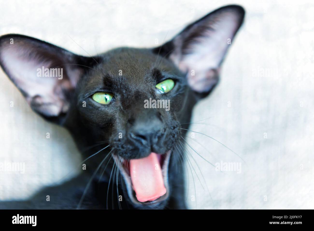 Black Oriental Shorthair Cat