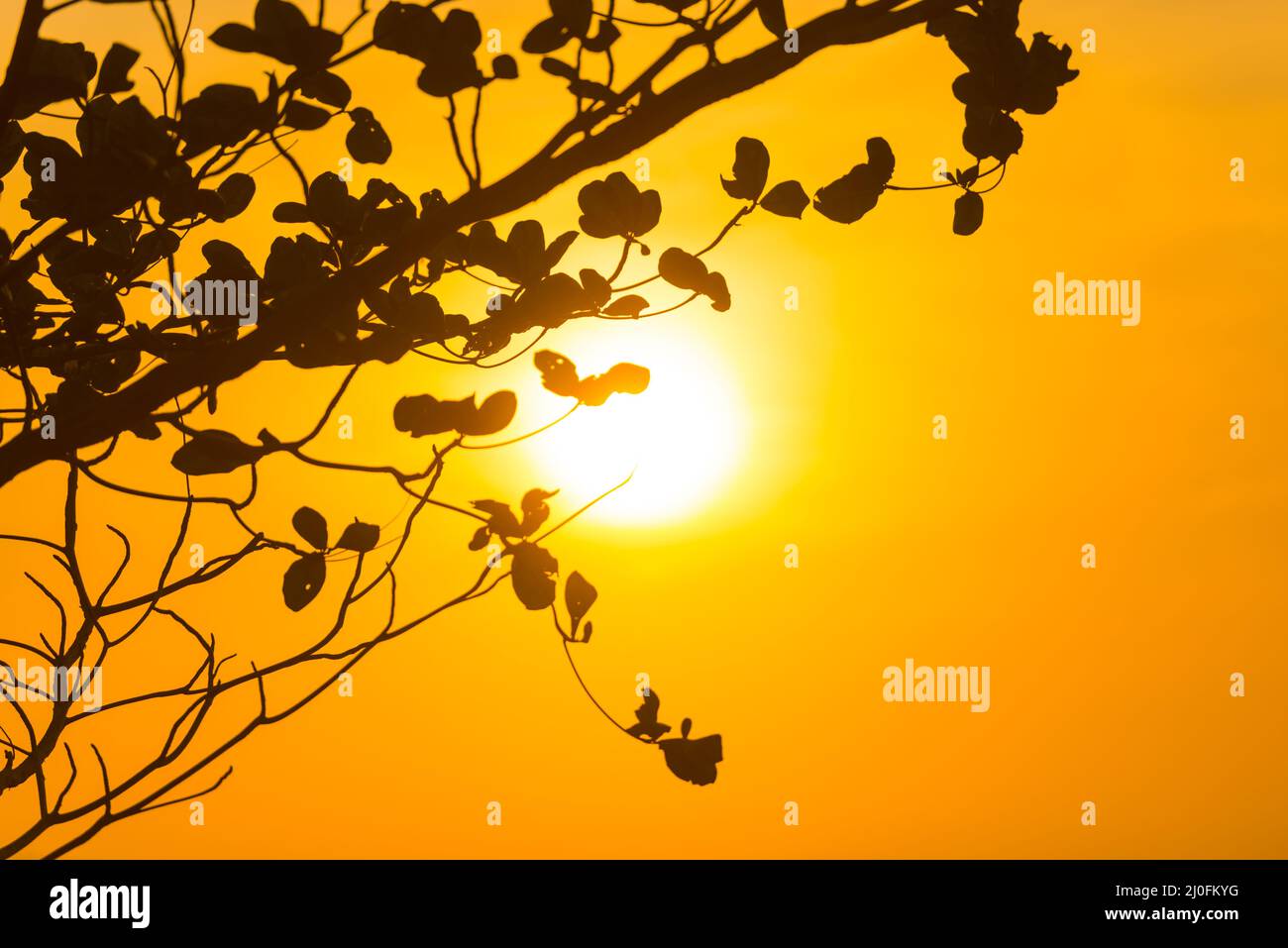 Tree branches through sunset sun Stock Photo - Alamy