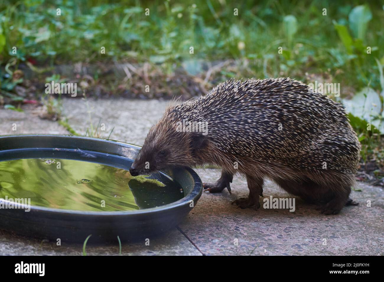 Sick hedgehog hi-res stock photography and images - Alamy