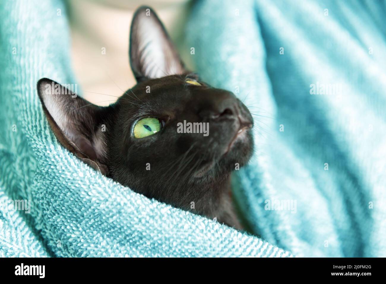 Woman cat relax home hi-res stock photography and images - Alamy