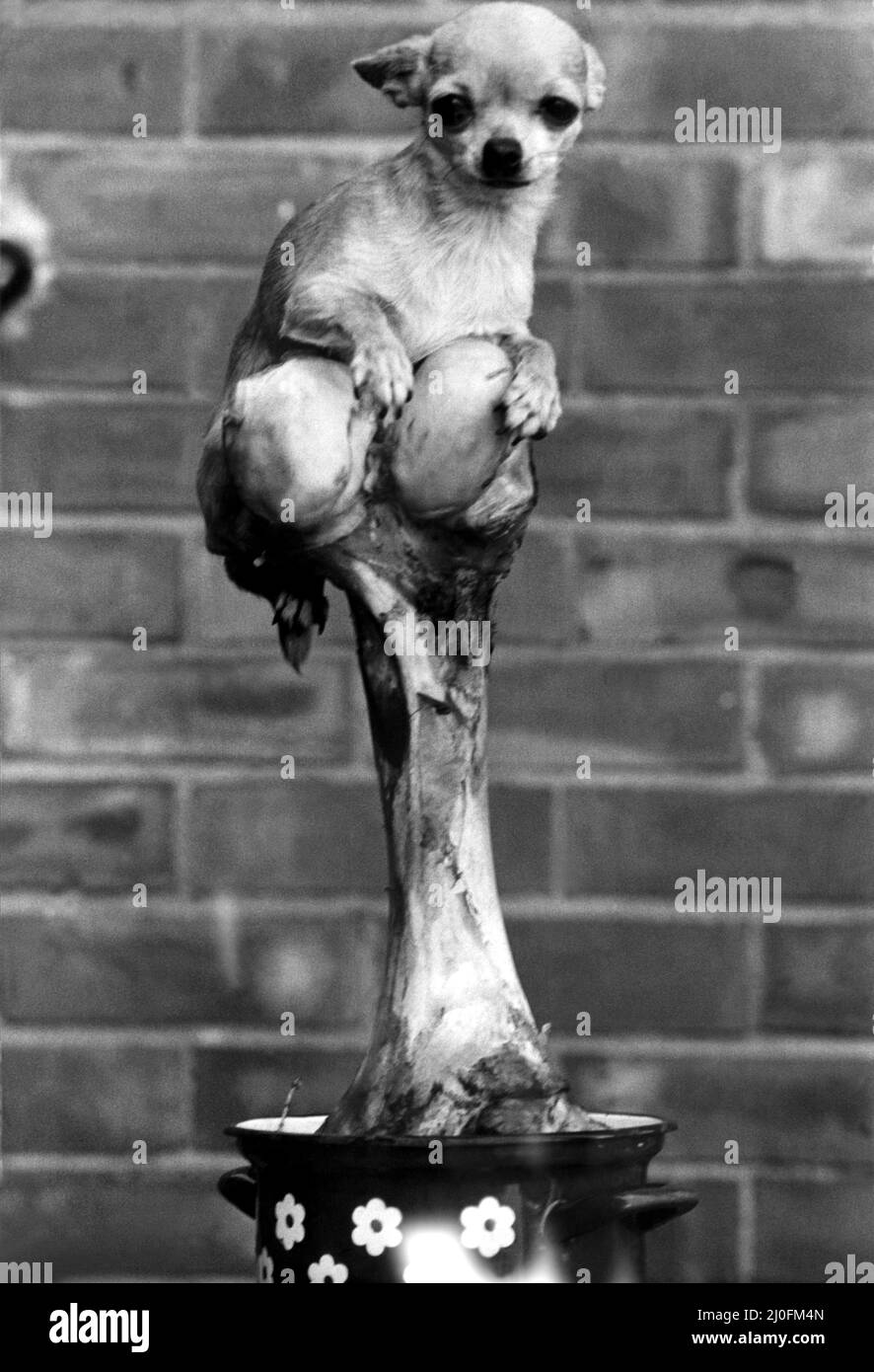 Bone idle hi-res stock photography and images - Alamy