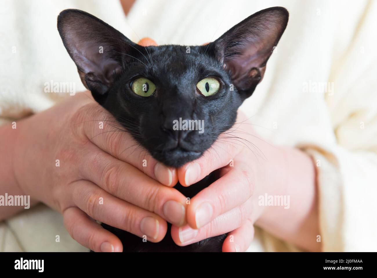 Funny kitten home cat hi-res stock photography and images - Alamy