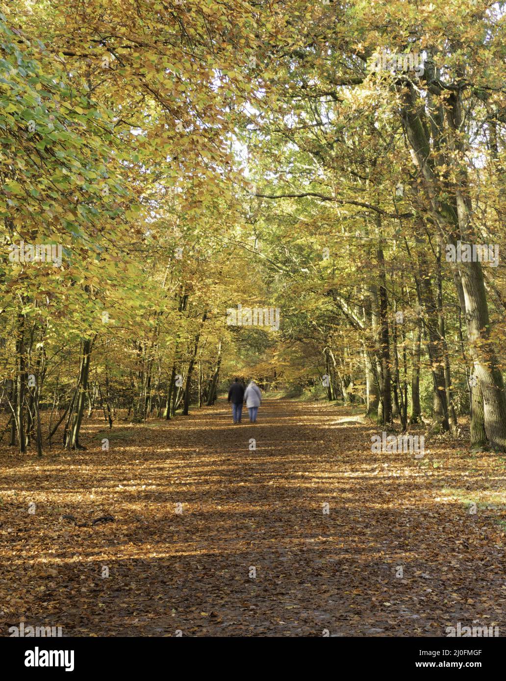UK - Buckinghamshire - Burnham Beeches Stock Photo - Alamy