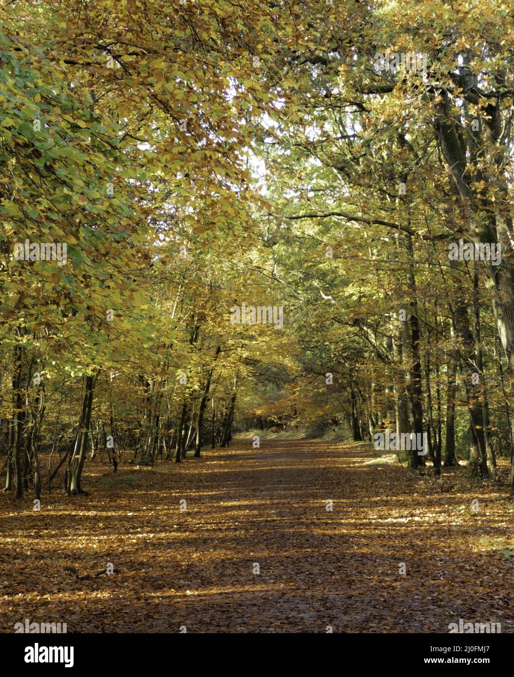 UK - Buckinghamshire - Burnham Beeches Stock Photo - Alamy