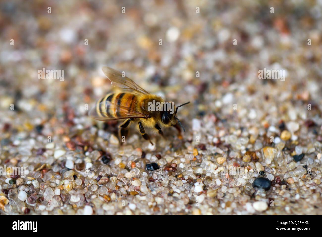 A close-up of a bee drinking from the damp sand Stock Photo - Alamy