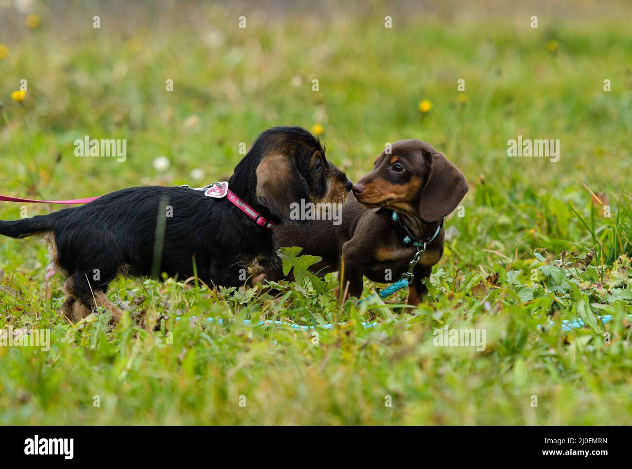 Two dogs kiss hi-res stock photography and images - Alamy