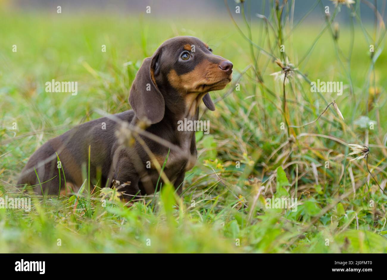 Small german hunting-dog puppy Stock Photo - Alamy