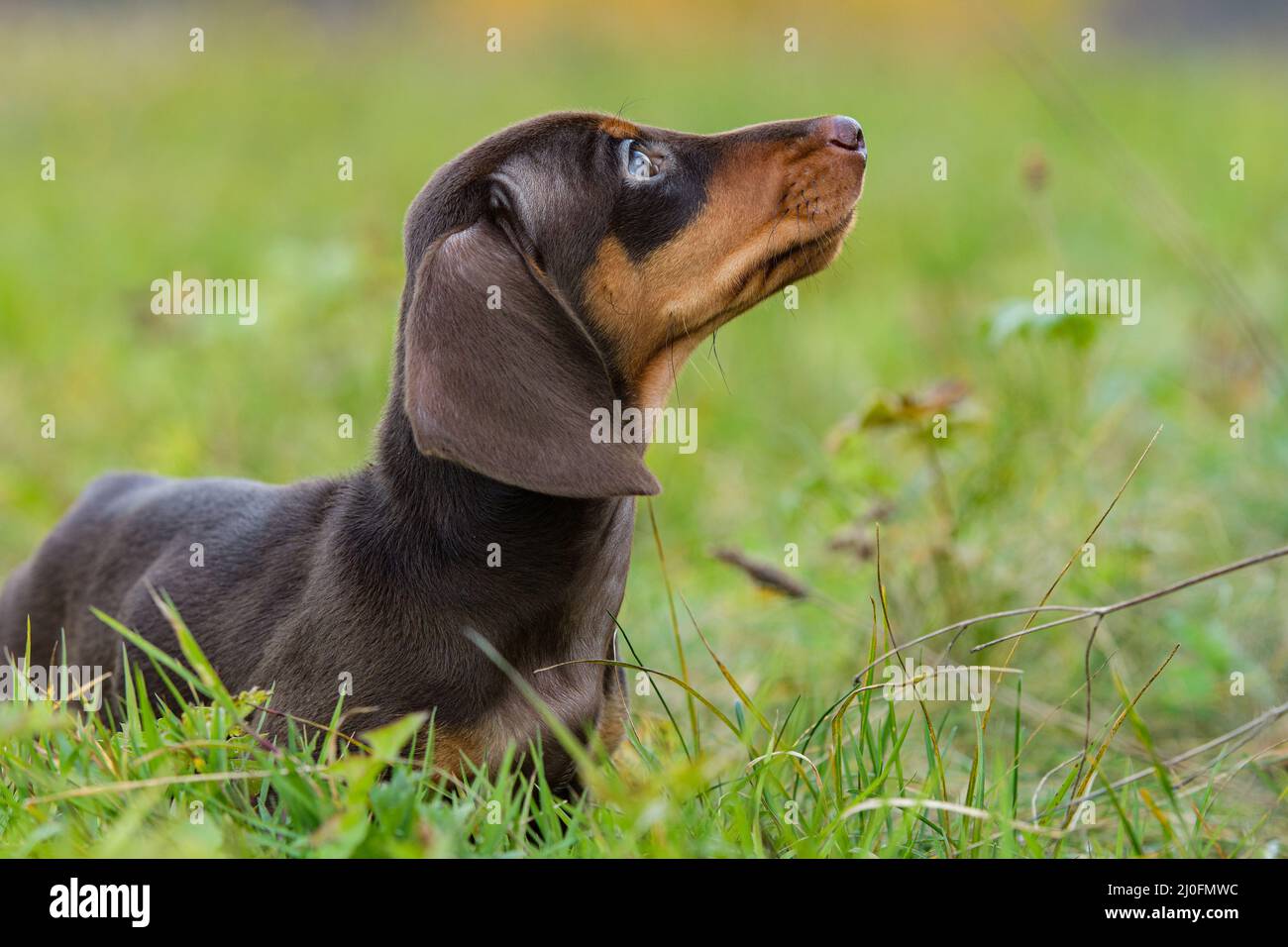 Small german hunting-dog Stock Photo - Alamy