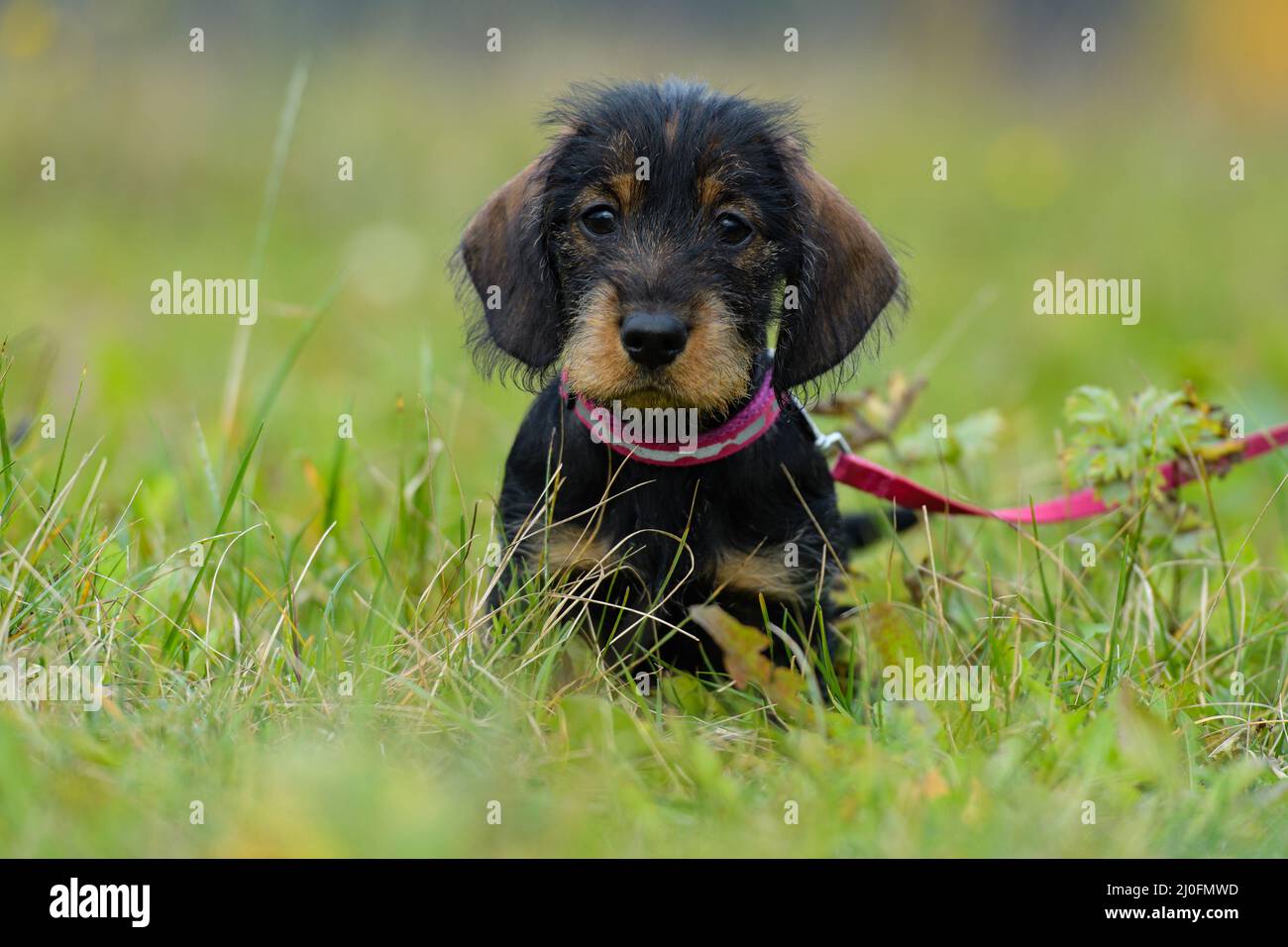 Small hunting dog Stock Photo - Alamy