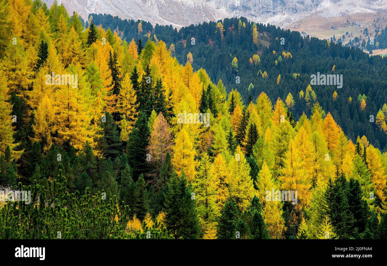 Beautiful Autumn yellow and green pine trees at the Italian Dolomiti ...
