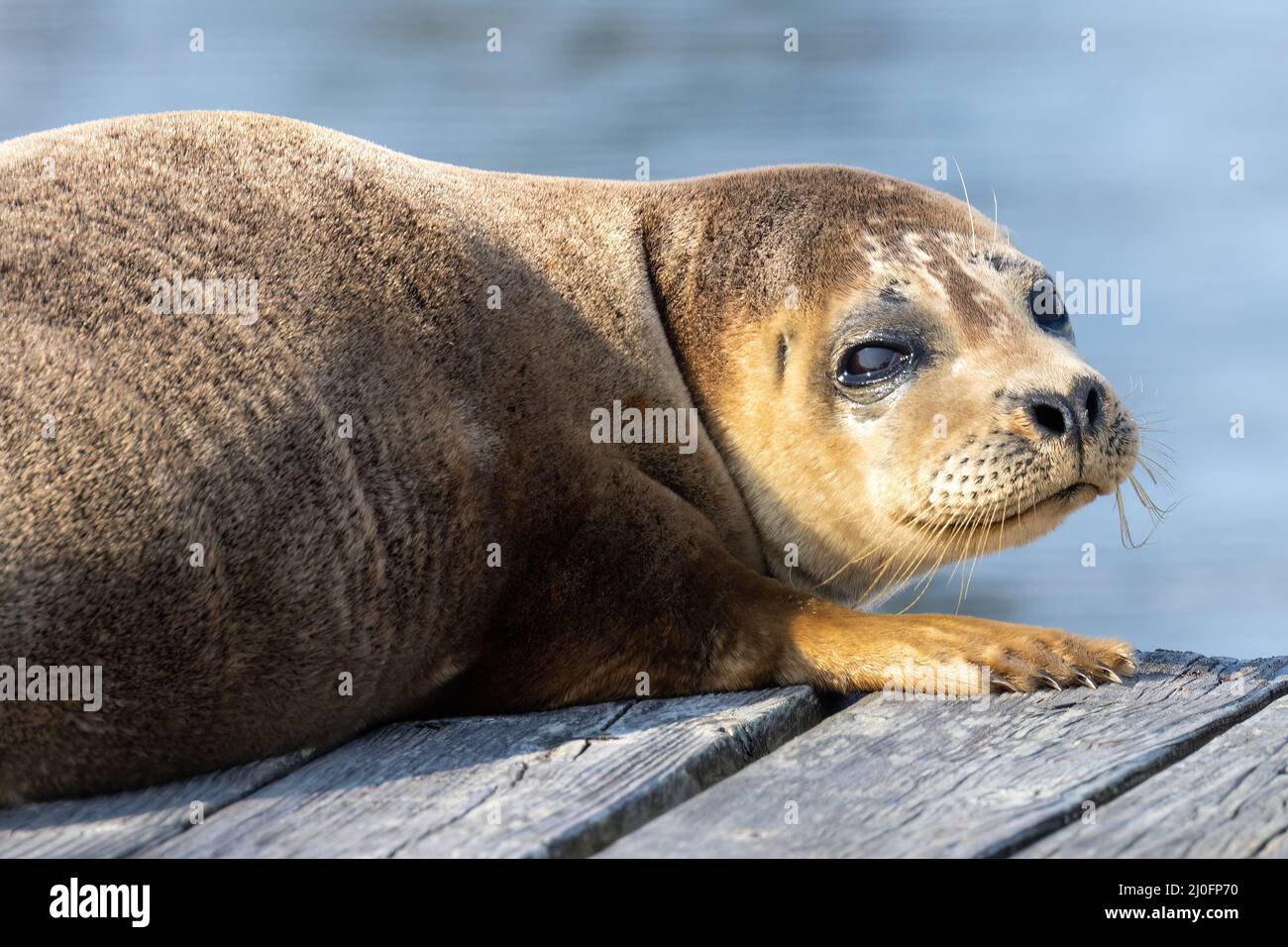 small young seal sitting on dock in summer Stock Photo - Alamy
