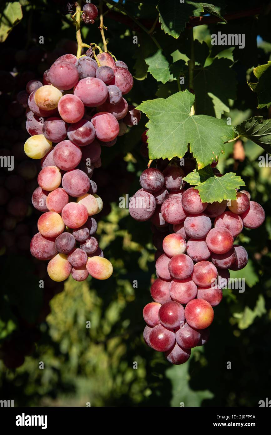 Red healthy grape fruits Stock Photo - Alamy