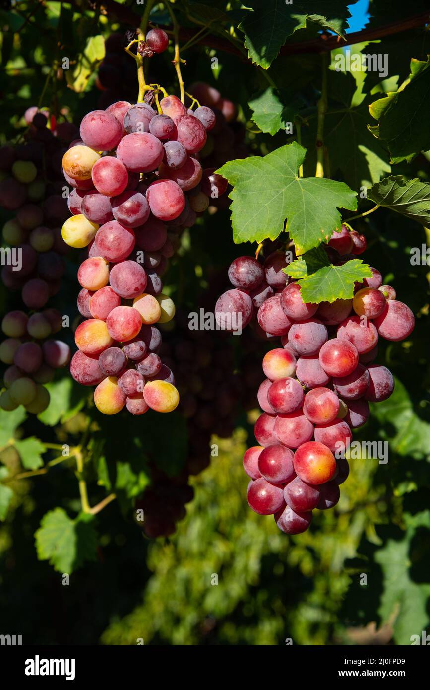 Red healthy grape fruits Stock Photo - Alamy