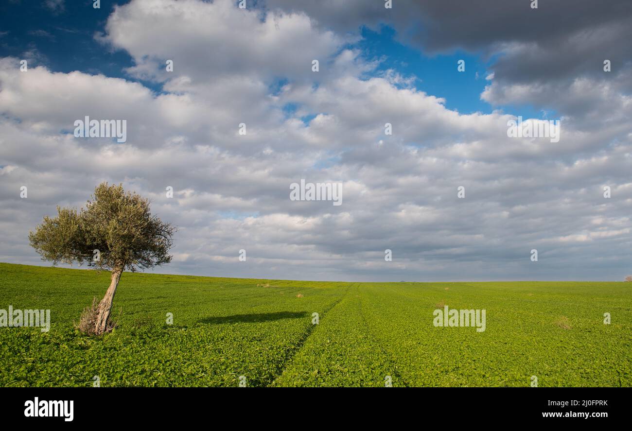 Moving tree hi-res stock photography and images - Alamy