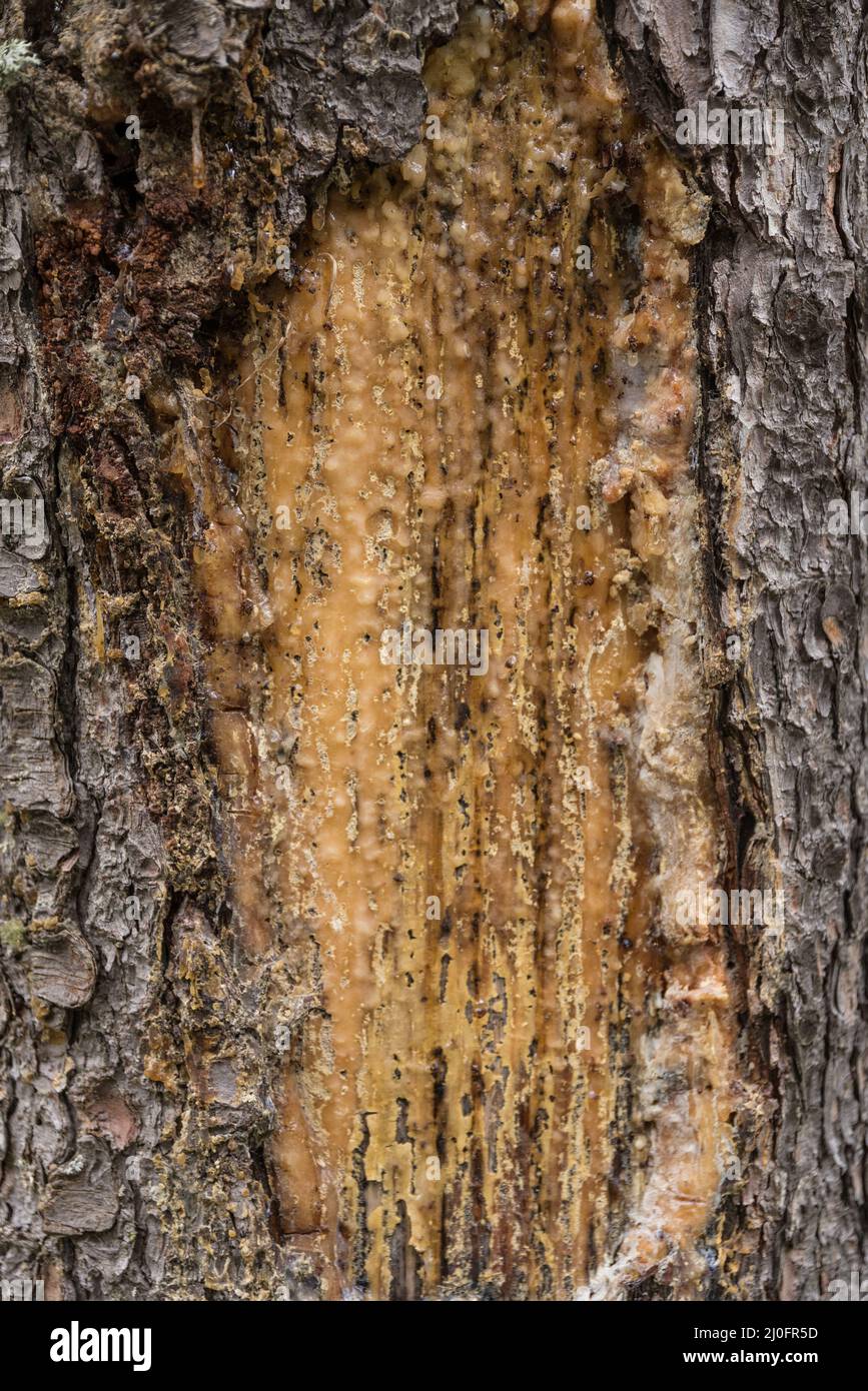 Resin secretion from an injured tree - wound closure, close-up Stock ...