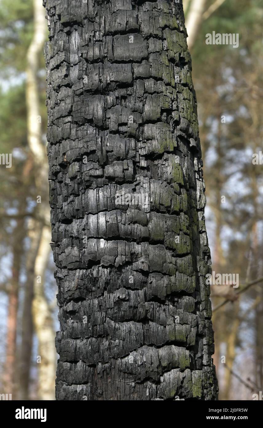 charred tree bark Stock Photo - Alamy