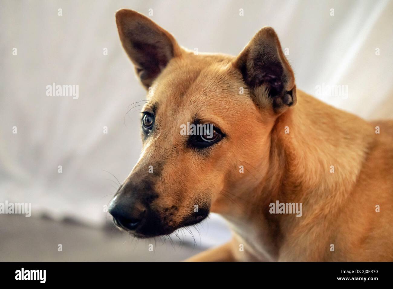 the intelligent look of a lonely red dog, mongrel or terrier. sad eyes ...