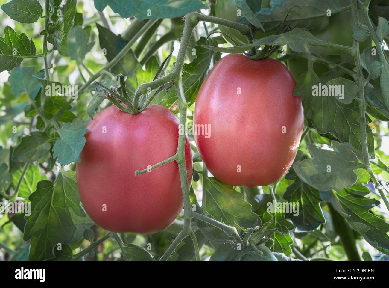 Tomatoes ripen on the branches of a Bush Stock Photo - Alamy