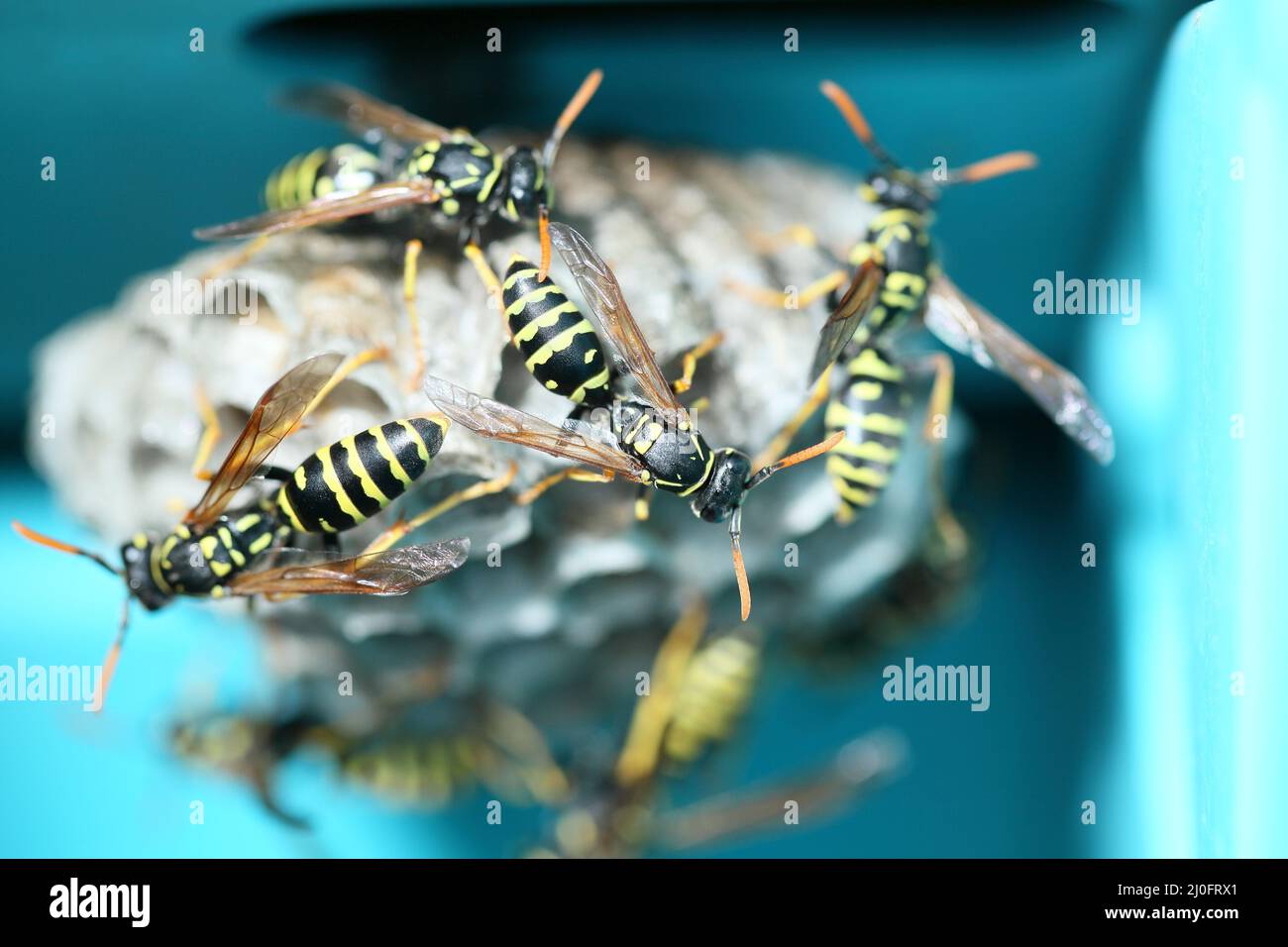 Social paper wasps hi-res stock photography and images - Alamy