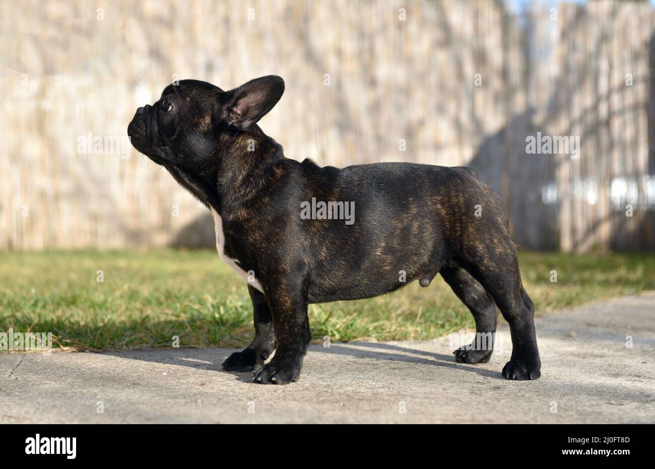 Side view of a cute French bulldog standing against a wall background ...