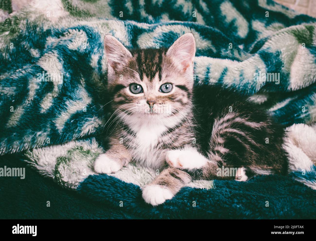 Little kitty hi-res stock photography and images - Alamy
