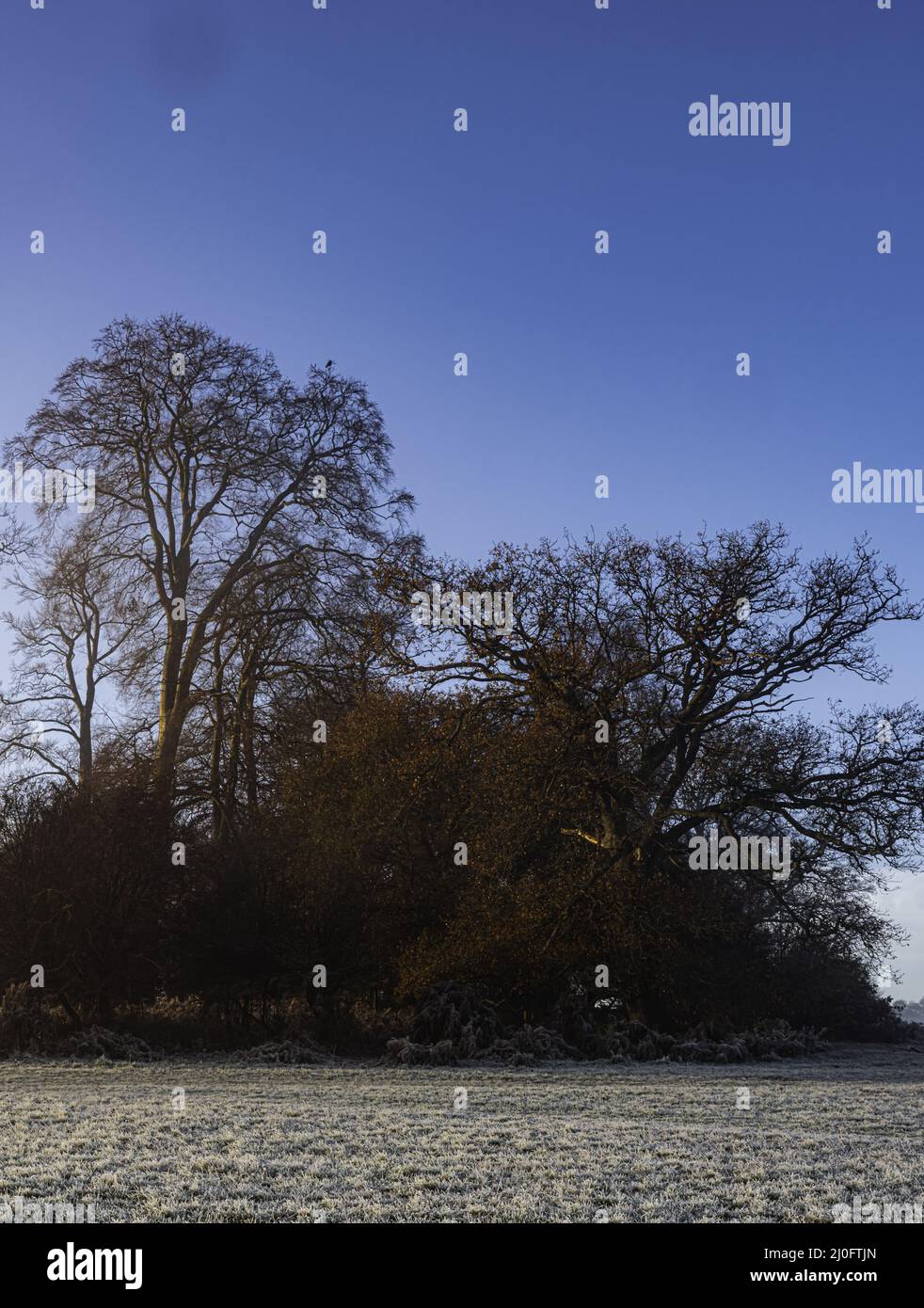 UK - Hertfordshire - Frithsden Copse Stock Photo - Alamy