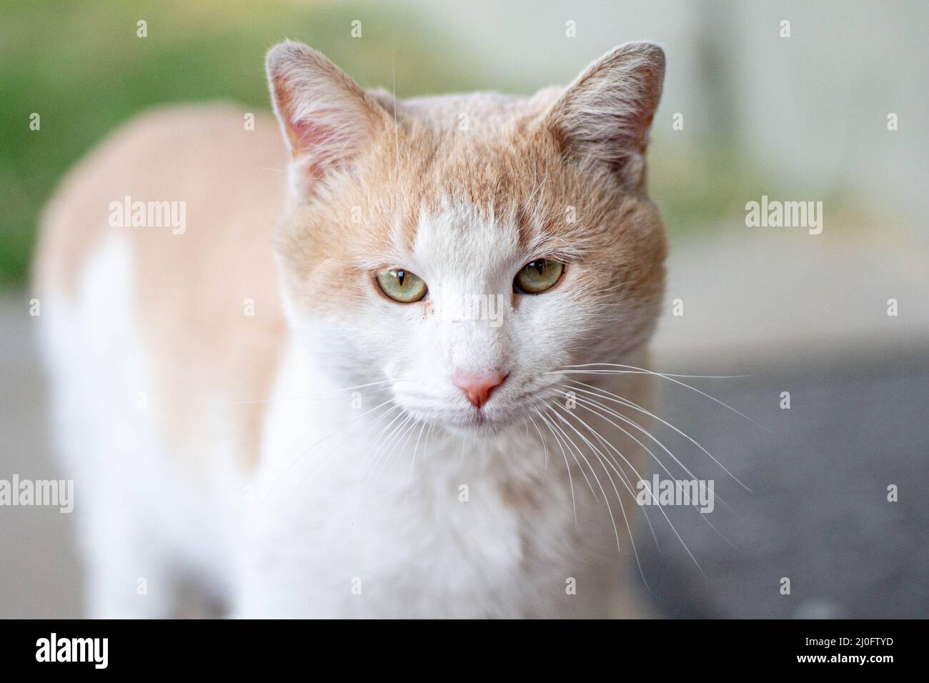 An outdoor cat looks with interest Stock Photo - Alamy