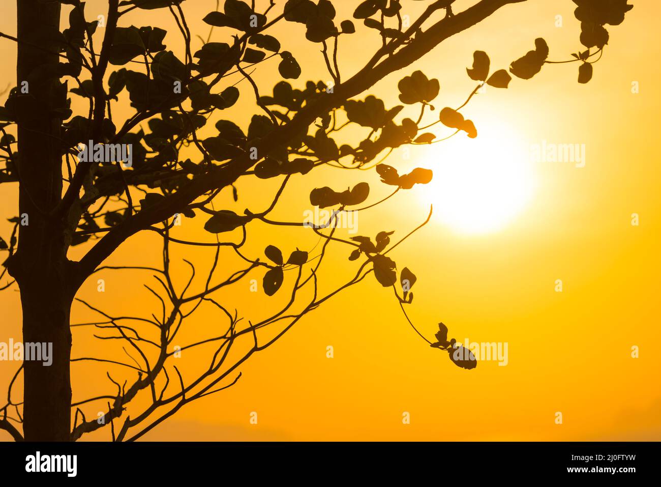 Tree branches through sunset sun Stock Photo - Alamy