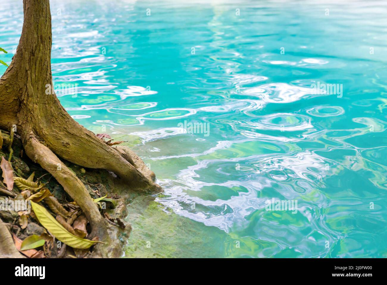 Beautiful clean stream water flowing hi-res stock photography and ...