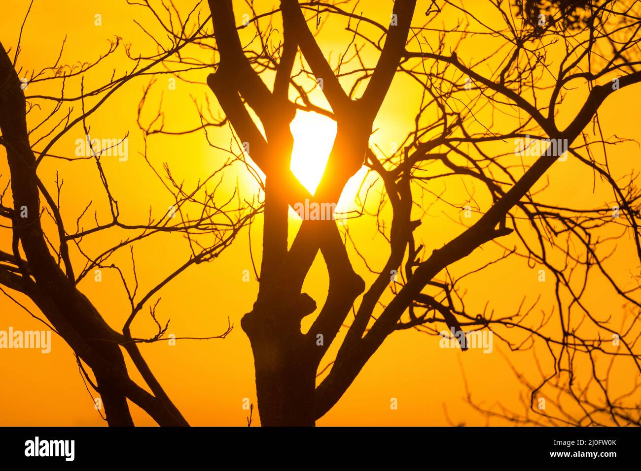 Tree branches through sunset sun Stock Photo - Alamy