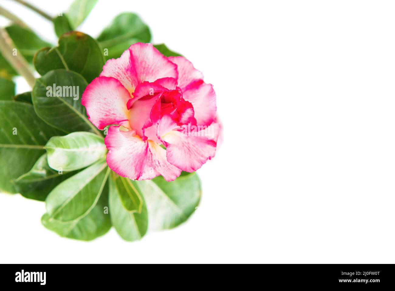 Pink flower Adenium isolated on white Stock Photo - Alamy